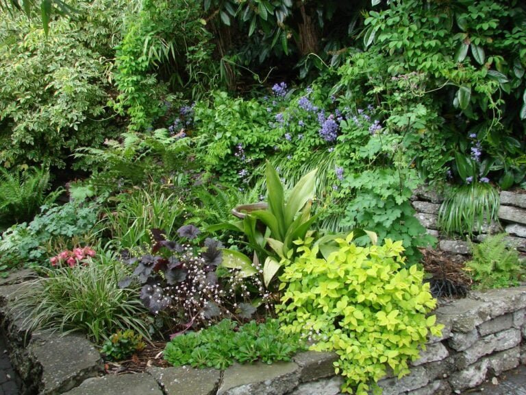 Understanding Different Types of Shade: Full, Partial, and Dappled ... Understanding Different Types of Shade: Full, Partial, and Dappled ...