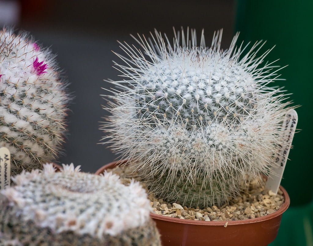 Cacti and Succulents – Planting Guys
