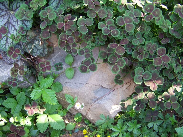 Understanding Different Types of Shade: Full, Partial, and Dappled ... Understanding Different Types of Shade: Full, Partial, and Dappled ...