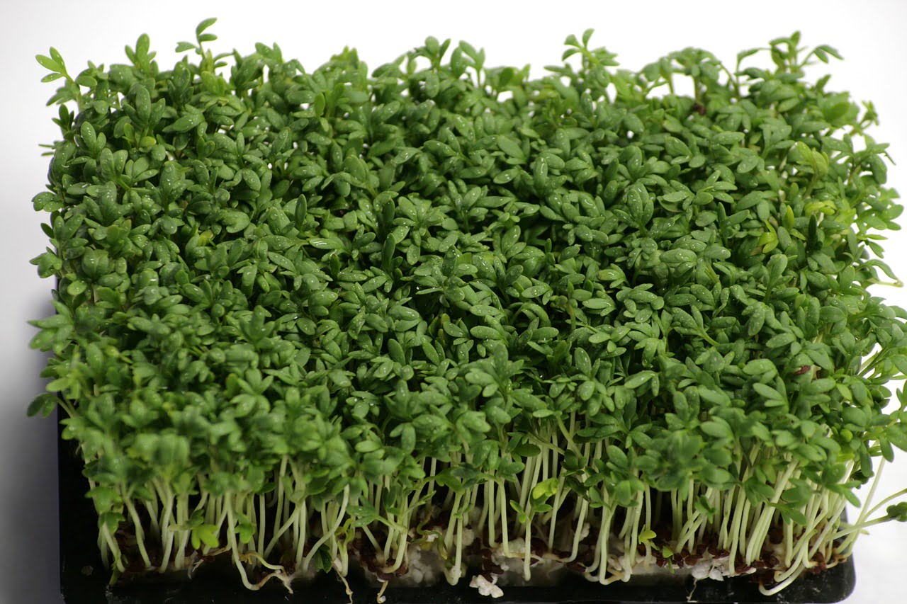 Cress – Planting Guys