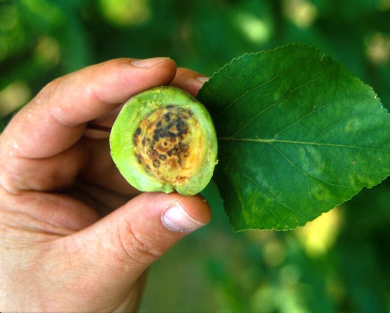 Understanding And Managing Common Plant Diseases A Guide To Fungal And