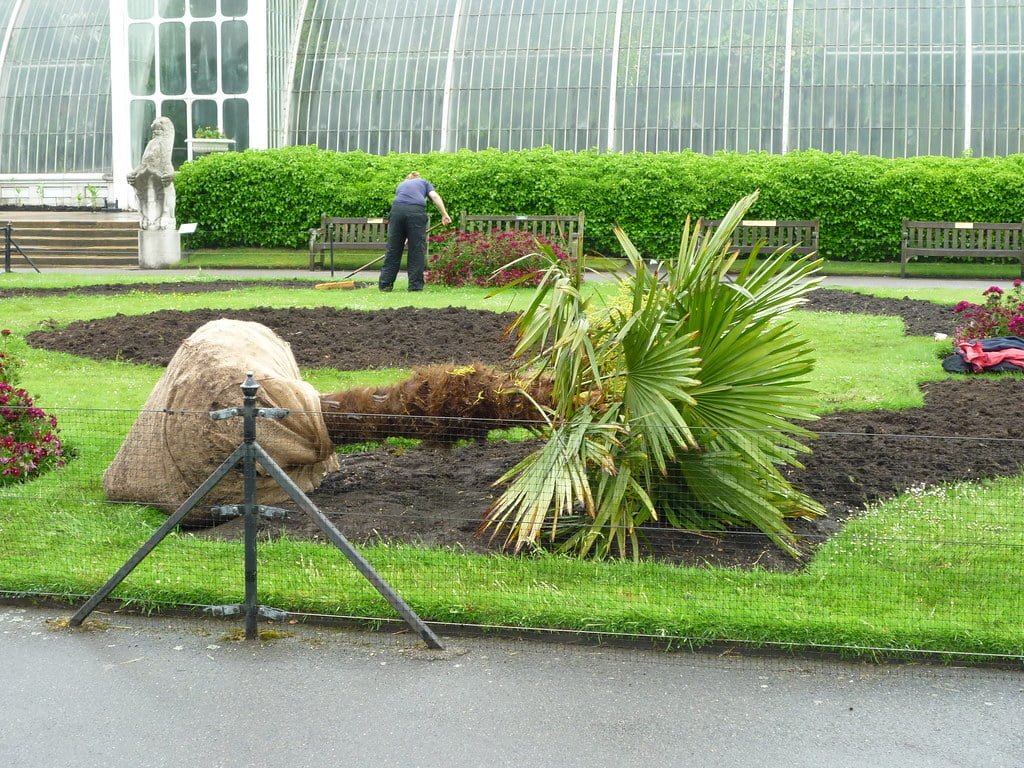A Comprehensive Guide to Safely Removing Palm Trees – Planting Guys