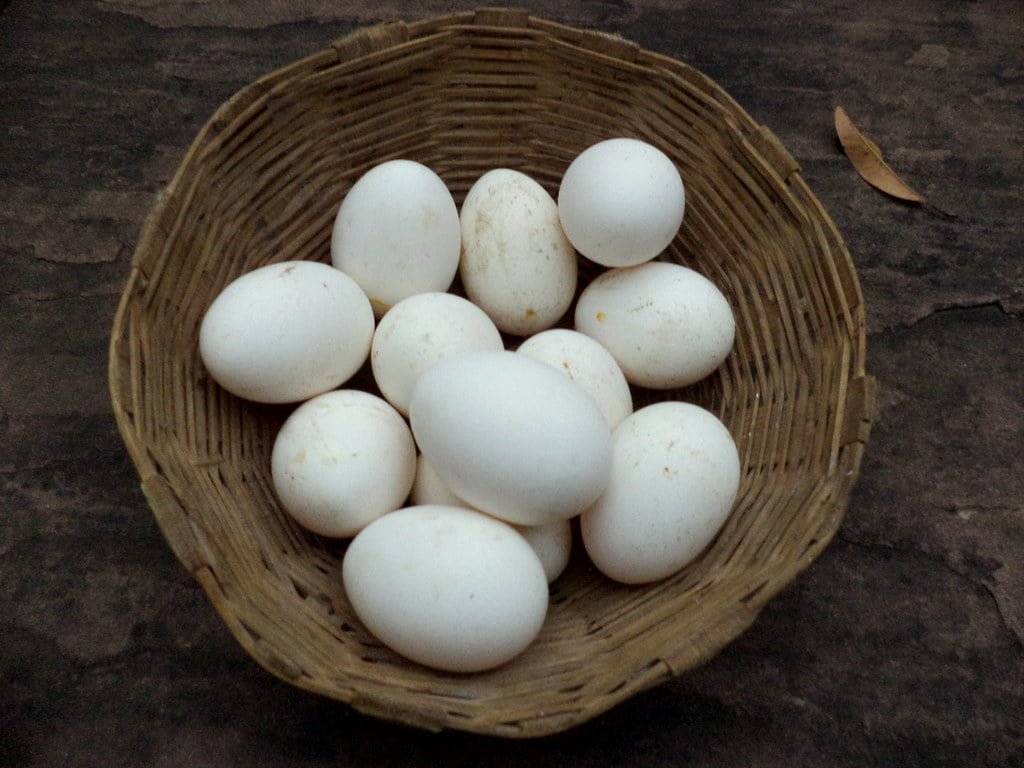 Guide to Cleaning Fresh Eggs – Planting Guys
