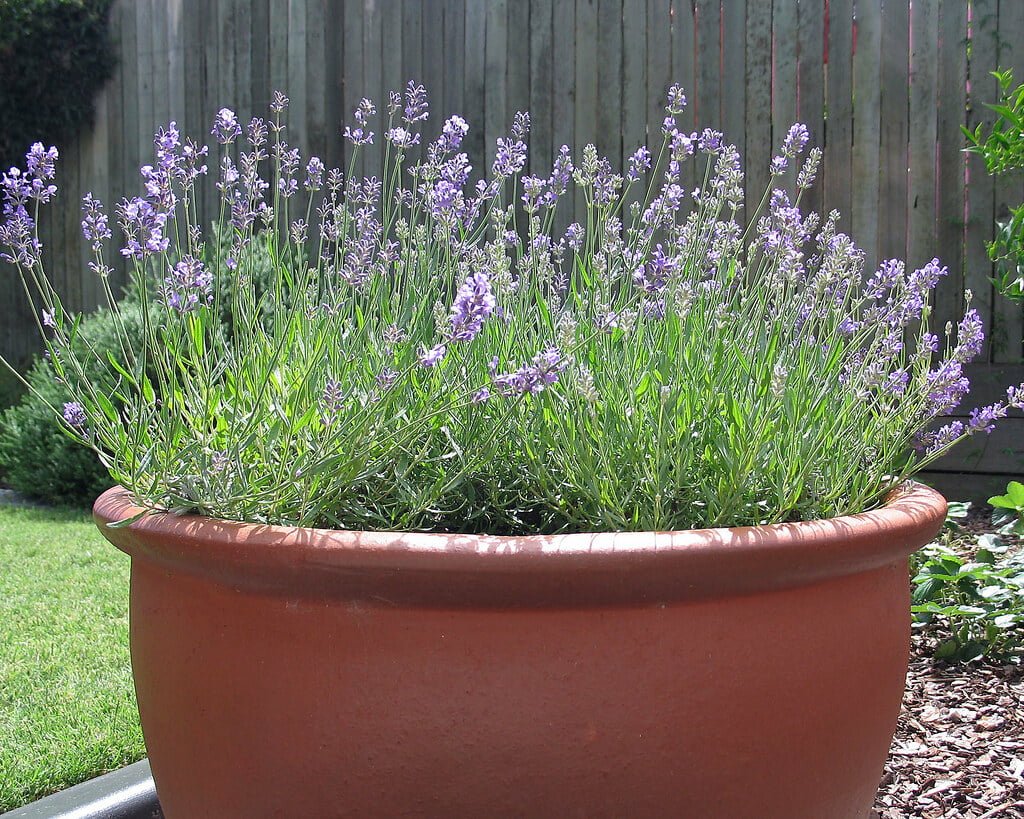 Guide to Growing Lavender in Pots – Planting Guys