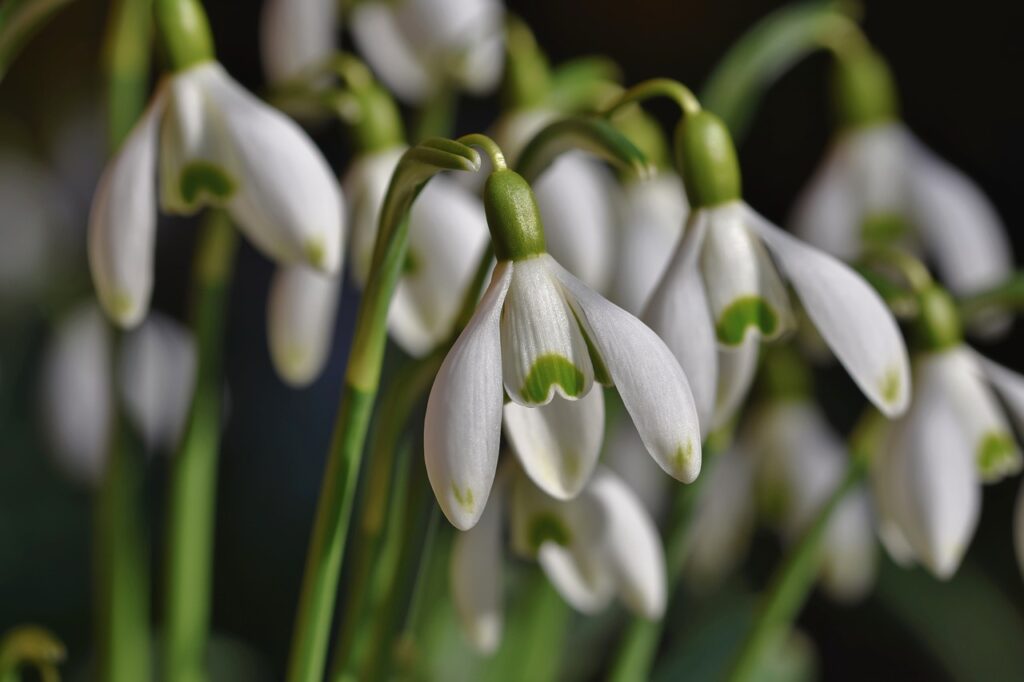 Understanding the Symbolism and Meaning of Snowdrops Flowers – Planting ...