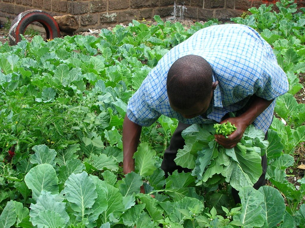 Understanding the Process of Harvesting Kale – Planting Guys