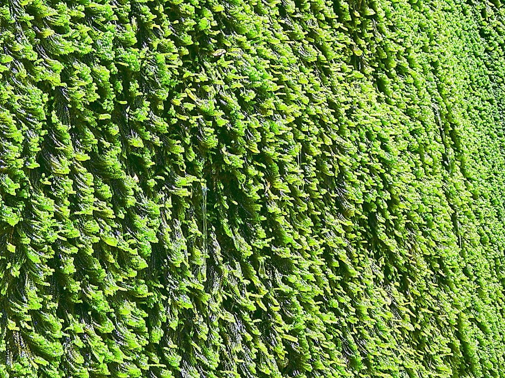 Best Plants for North-Facing Windows – Planting Guys