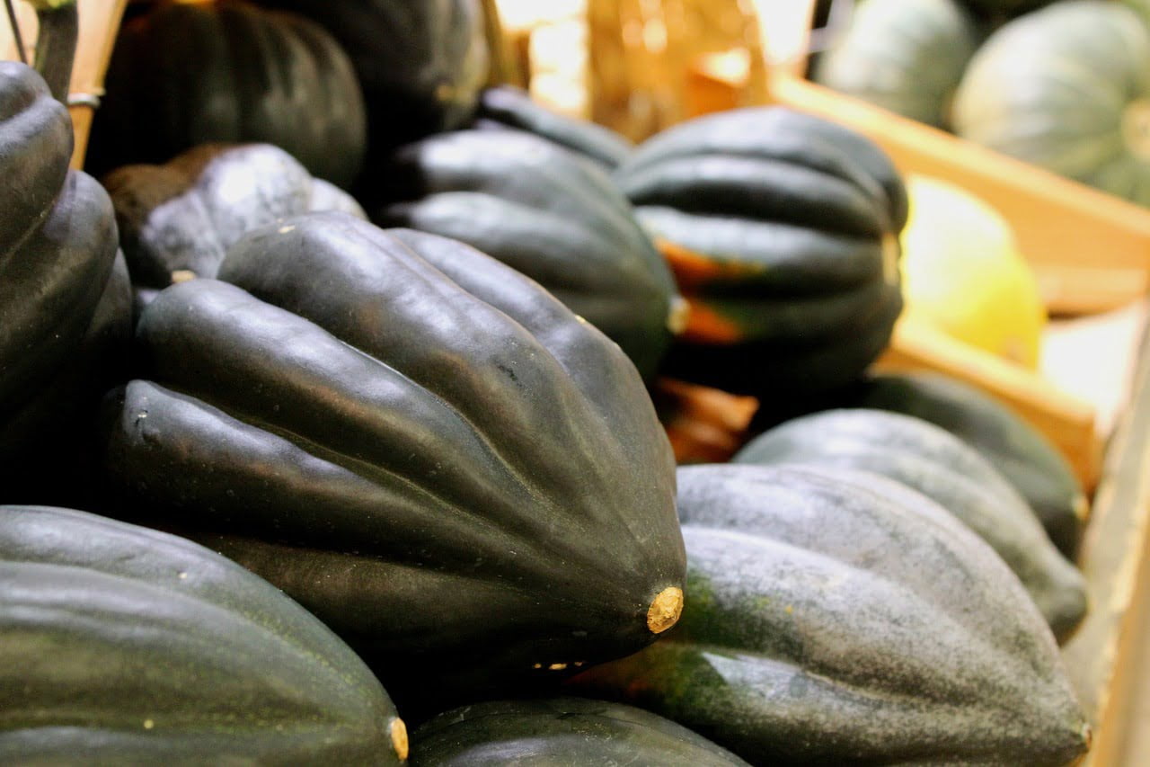 A Comprehensive Guide to Growing Acorn Squash – Planting Guys
