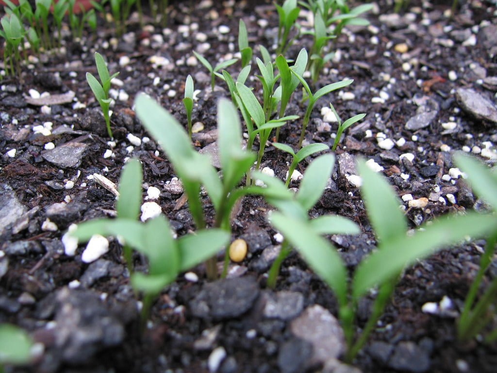 Understanding the Process of Cilantro Seed Germination – Planting Guys