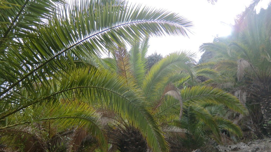 Understanding and Treating Brown Tips on Majestic Palm Trees – Planting ...
