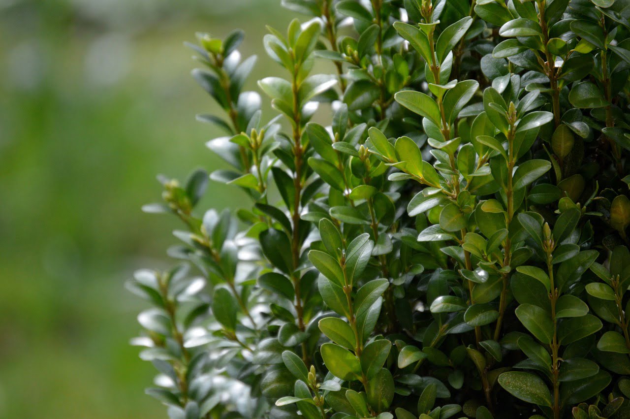 Choosing the Right Plants to Grow in Front of Boxwoods – Planting Guys