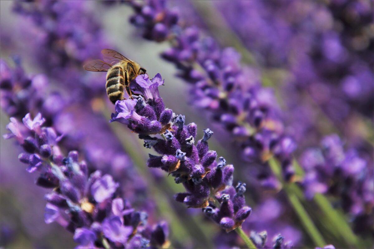 Understanding the Different Stages of Lavender Growth – Planting Guys
