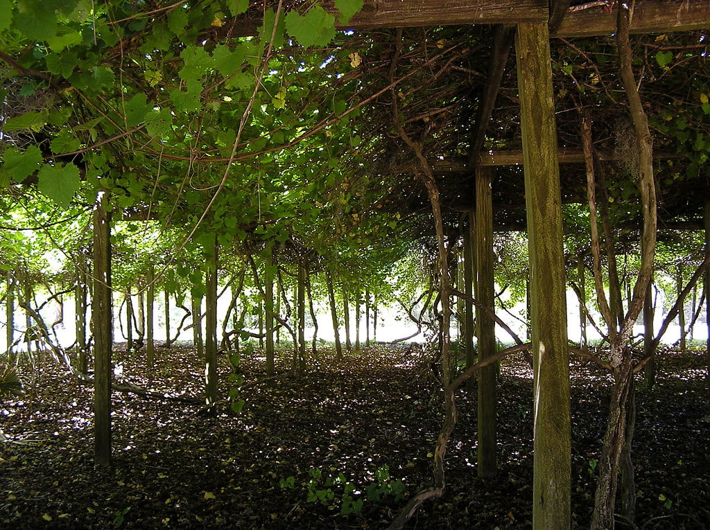 Choosing the Best Vines for Shade: A Comprehensive Guide – Planting Guys