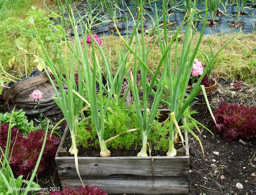 Plants to Avoid Growing Near Onions – Planting Guys